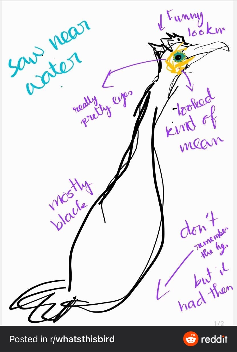 November birding fun! – tim solanic