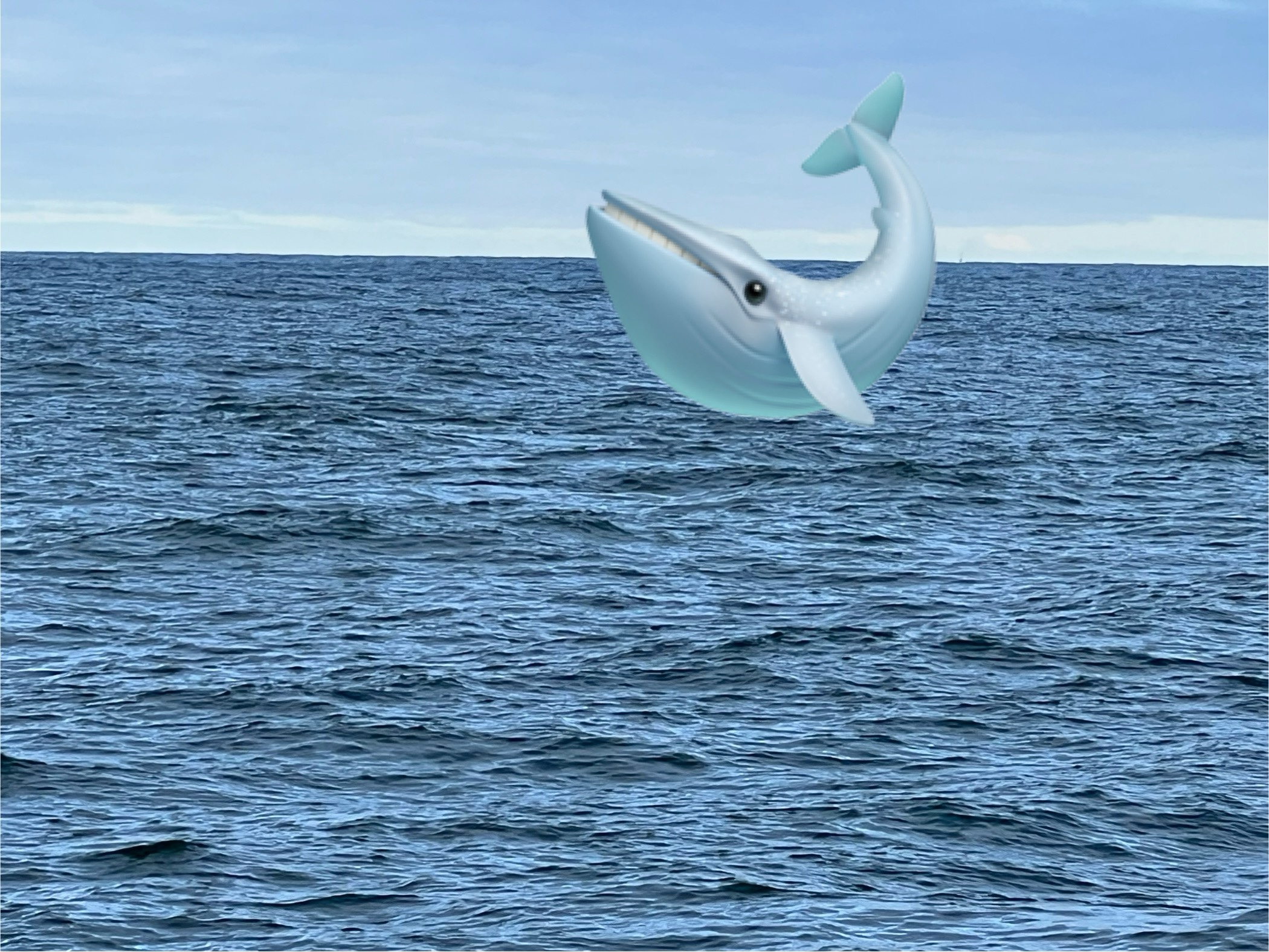 A reenactment of whale watching with Virginia Aquarium – tim solanic